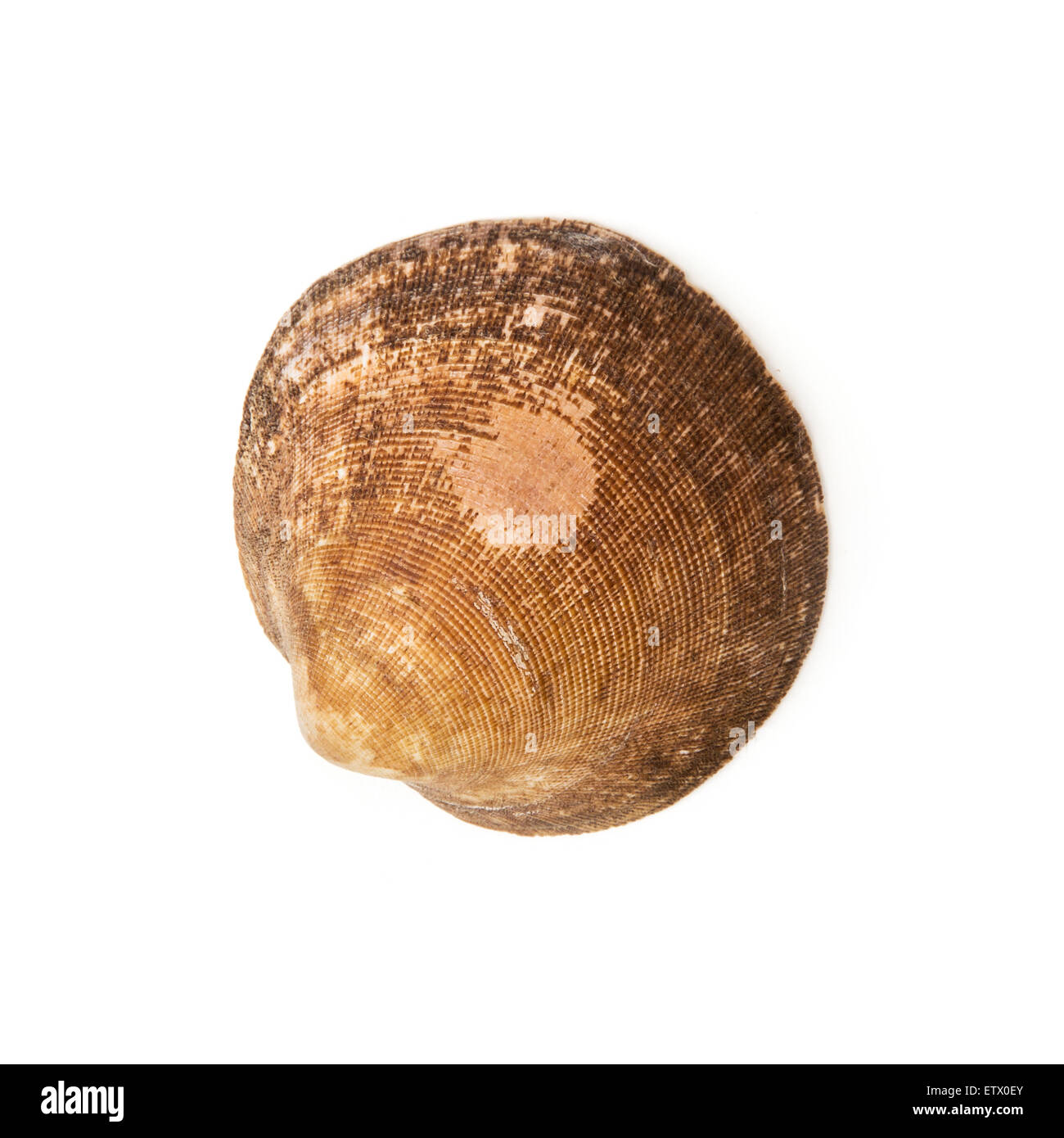 Beautiful brown seashell on the white background Stock Photo - Alamy
