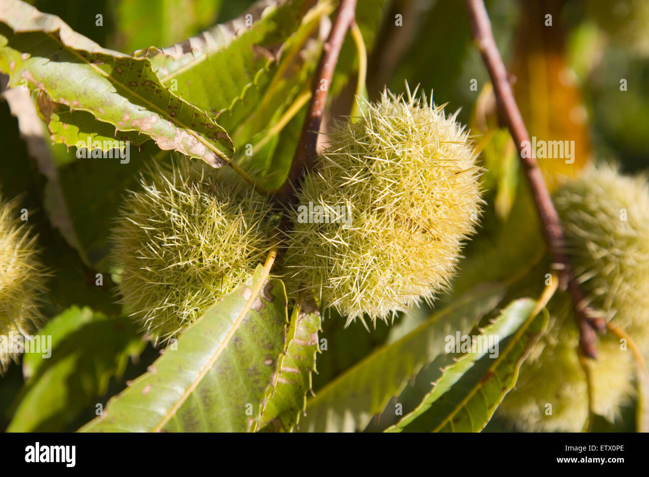 europe, italy, tuscany, sassofortino, woods, chestnut tree, chestnuts ...
