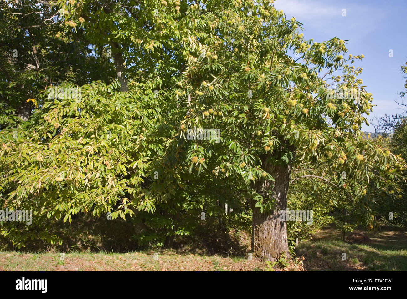 Chestnut tree tuscany italy hi-res stock photography and images - Alamy