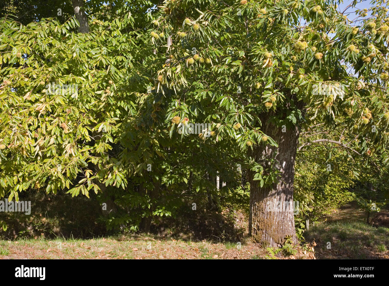 Chestnut tree tuscany italy hi-res stock photography and images - Alamy