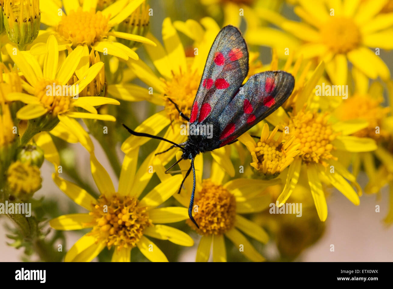 six-spot burnet moth (Zygaena filipendulae) adult resting on ragwort ...