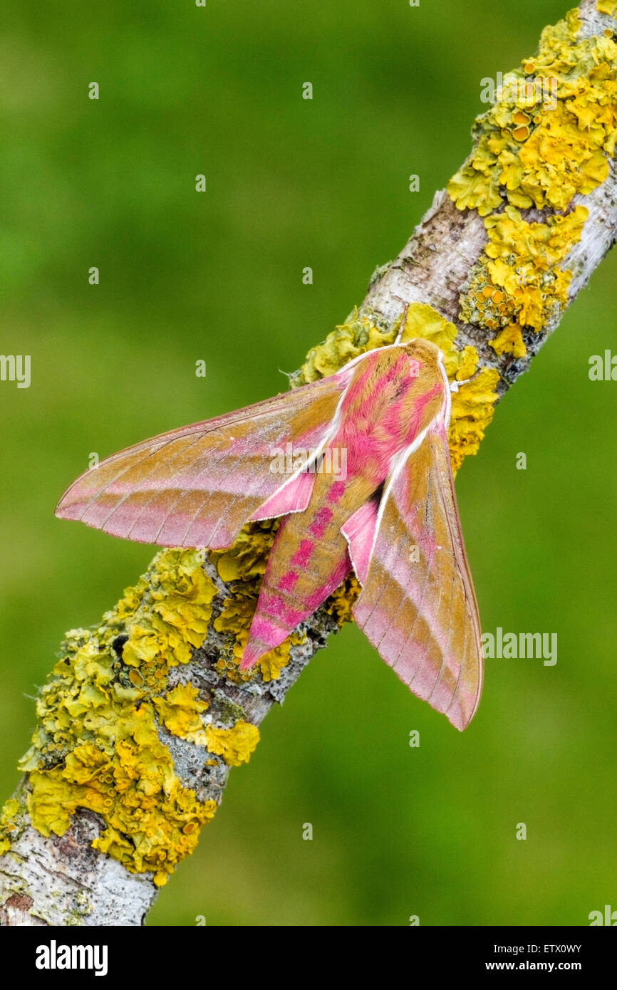 Elephant Hawk-moth (Deilephila elpenor) adult insect resting on ...