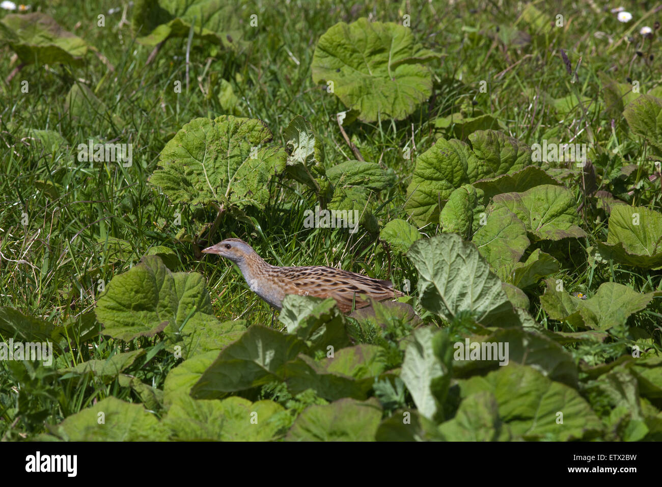 Corncrake (Crex crex). Running amongst vegetation. Iona. Inner Hebrides ...