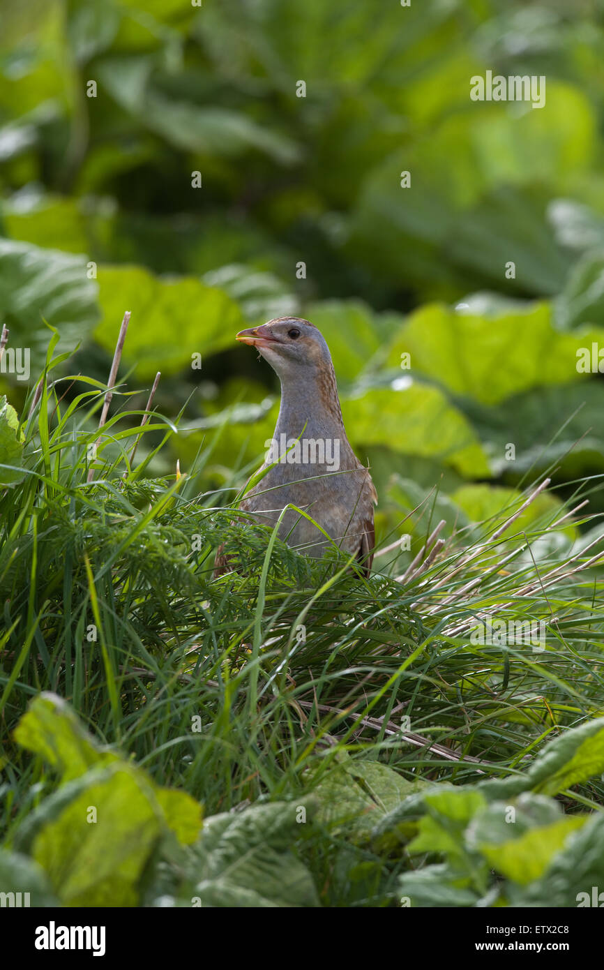 Corncrake africa hi-res stock photography and images - Alamy