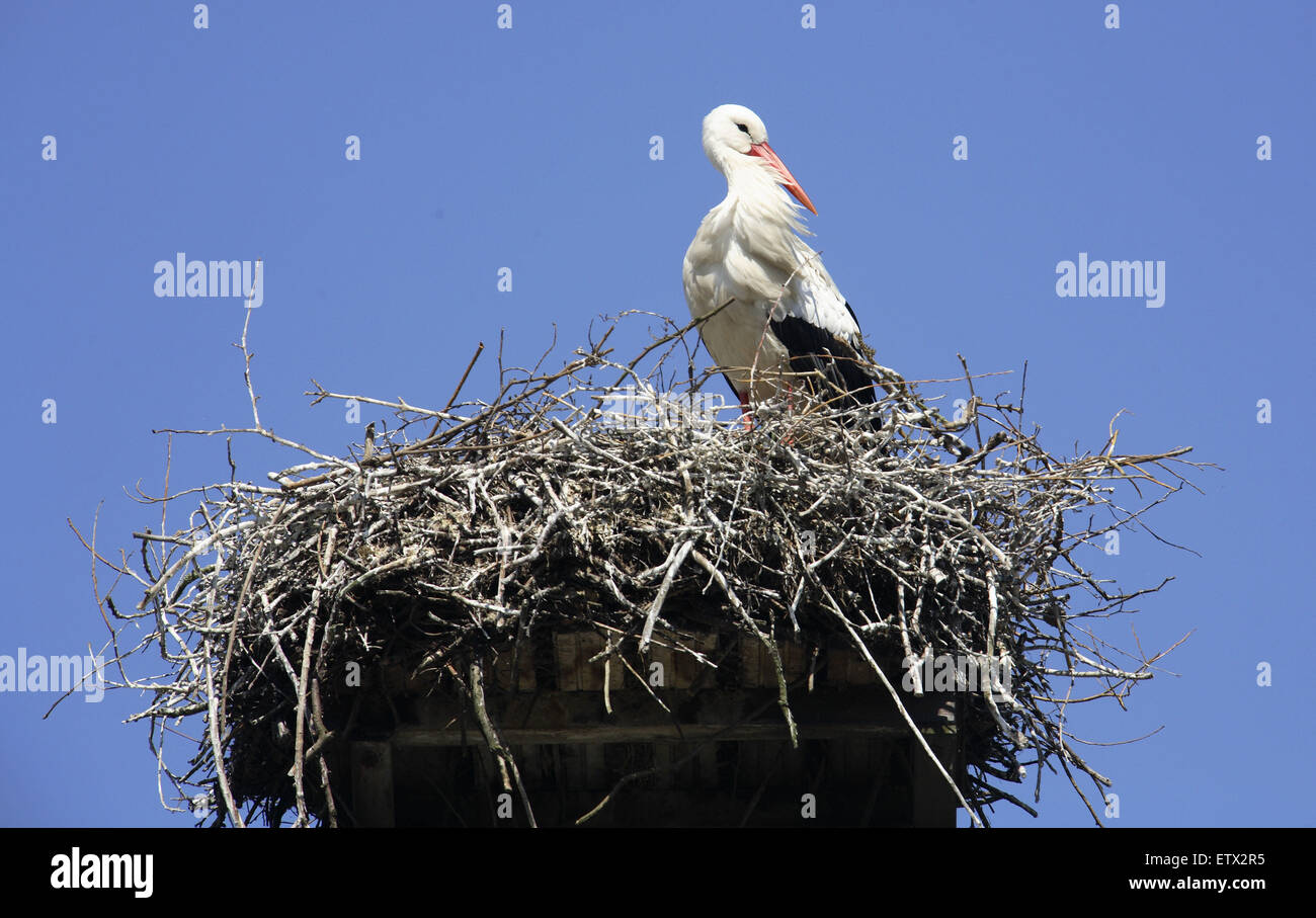 NLD, Netherlands, Gelderland, storks in Rossum at the river Rhine. NLD ...