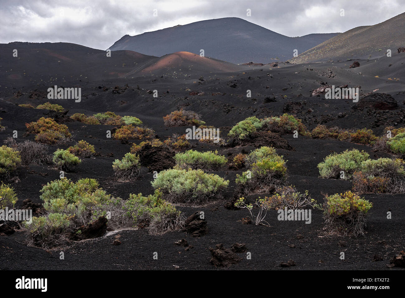 Volcanic landscape with typical vegetation, the volcano de San Antonio ...