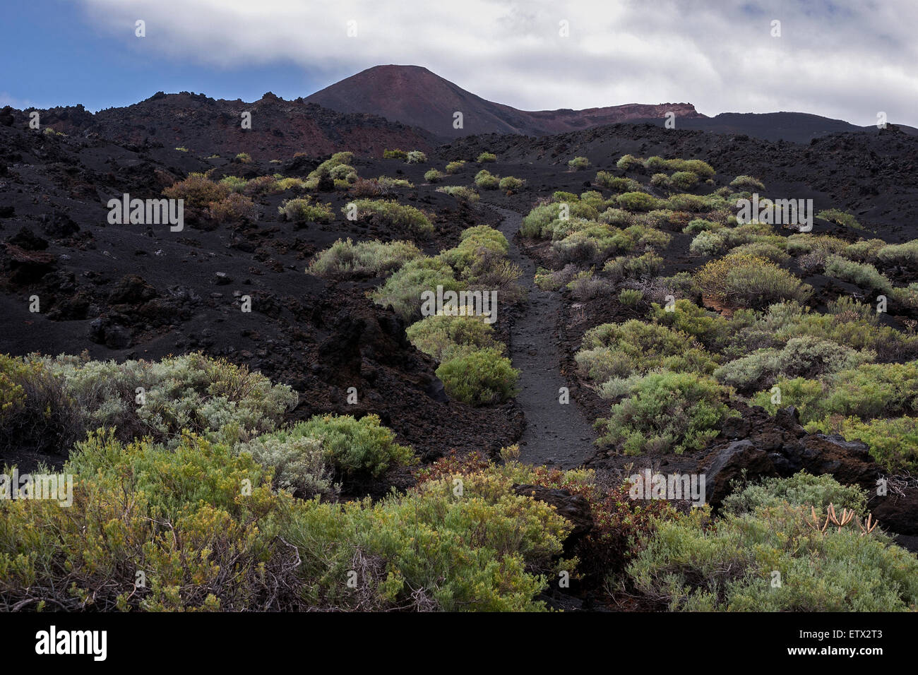 Track through the volcanic landscape with typical vegetation, the ...