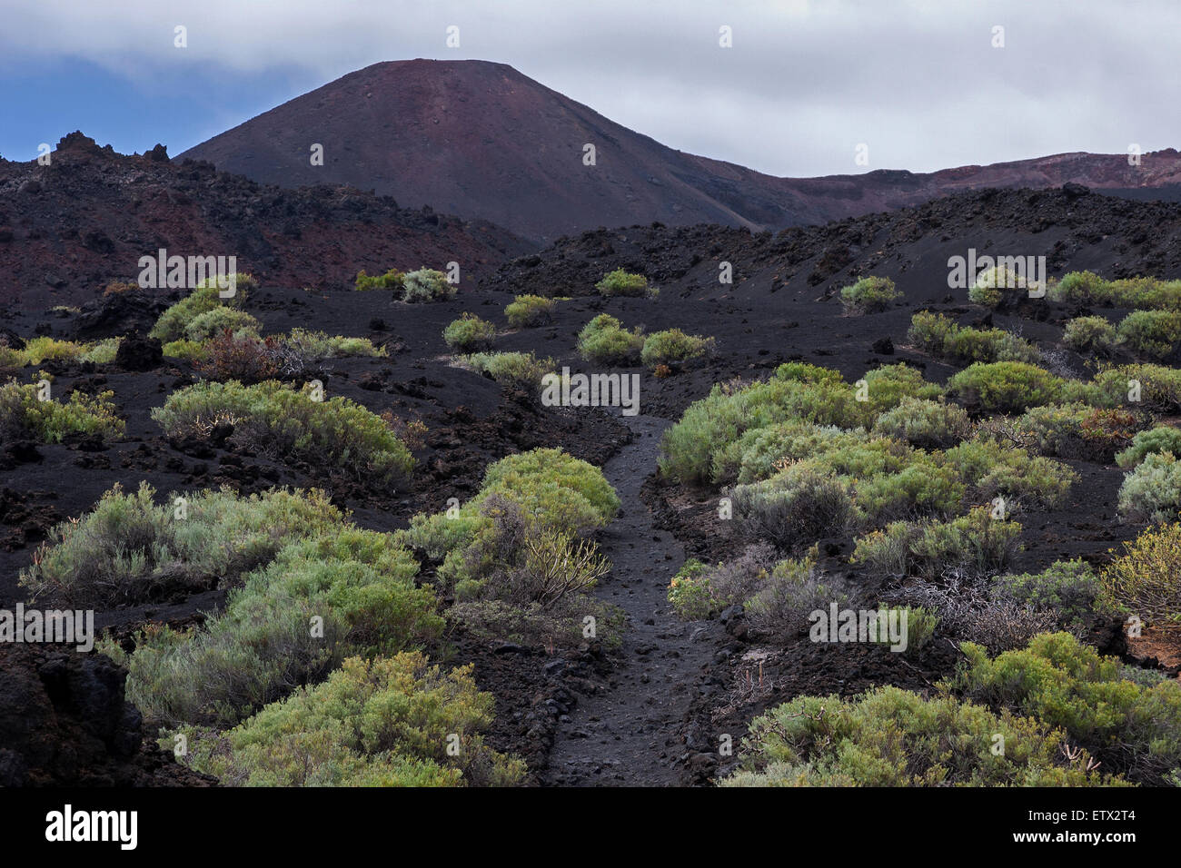 Track through the volcanic landscape with typical vegetation, the ...