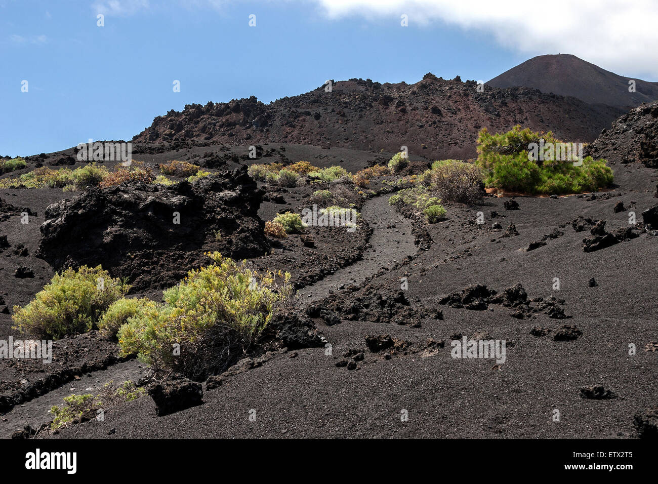 Track through the volcanic landscape with typical vegetation, the ...