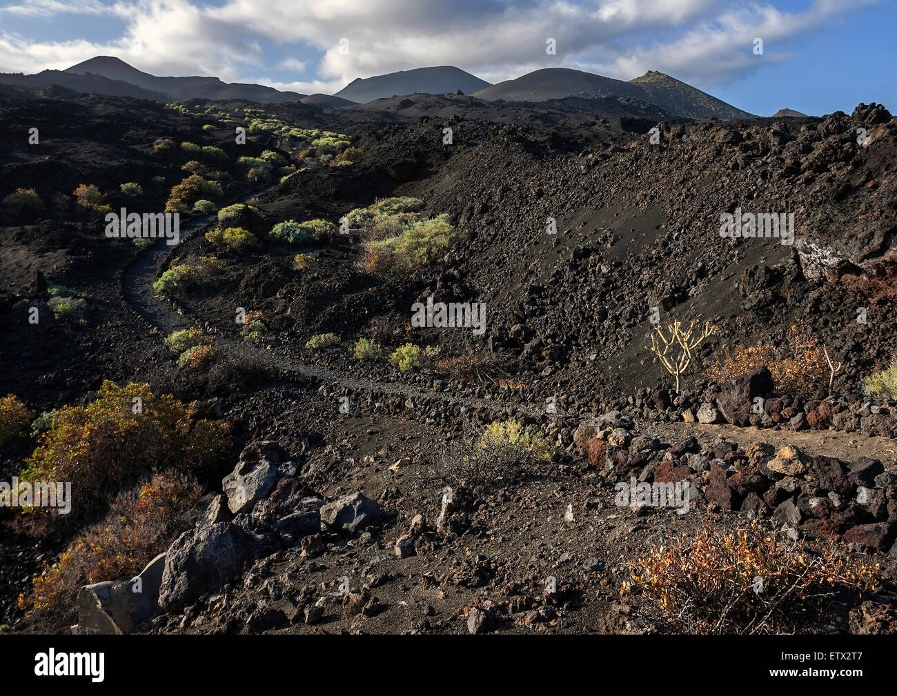 Track through the volcanic landscape with typical vegetation, the ...
