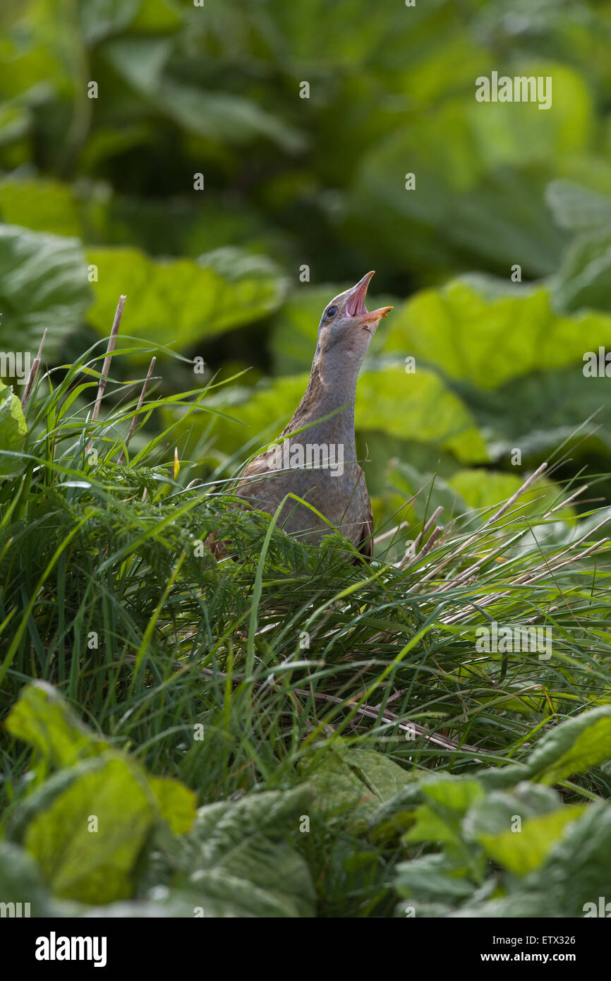 Corncrake calling hi-res stock photography and images - Alamy