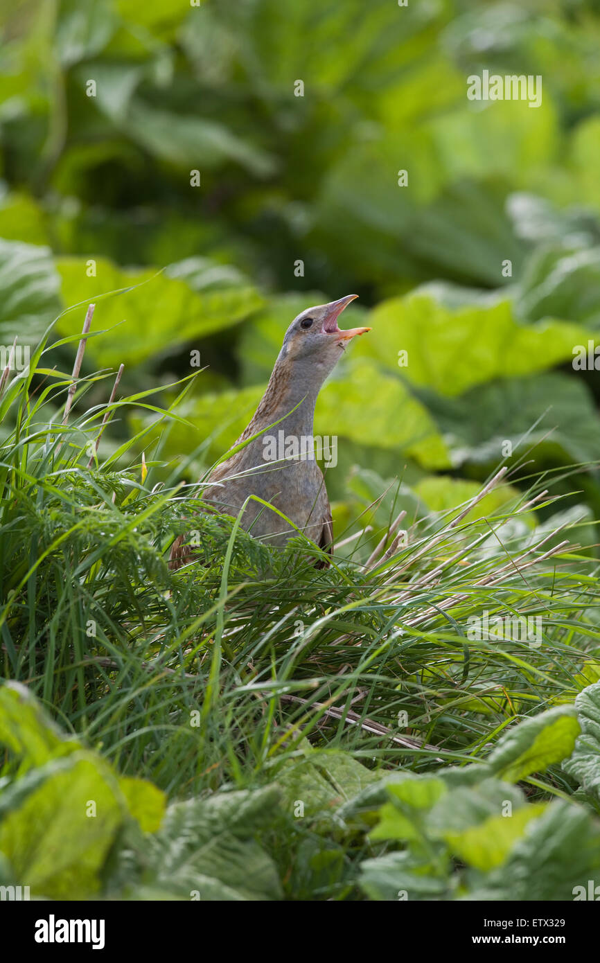 Corncrake calling hi-res stock photography and images - Alamy