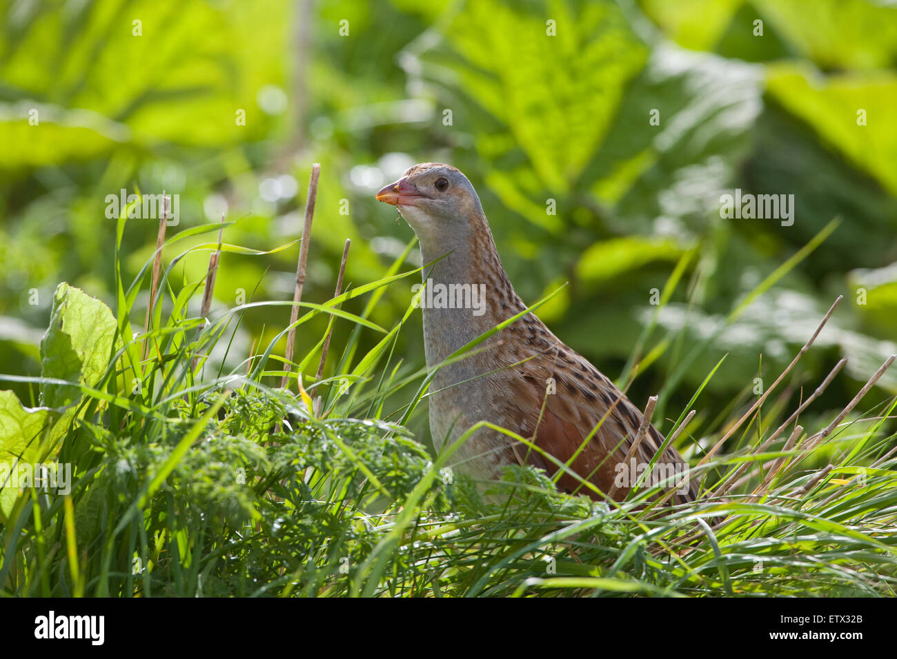 Corncrake (Crex crex). Calling from cover amongst vegetation including ...