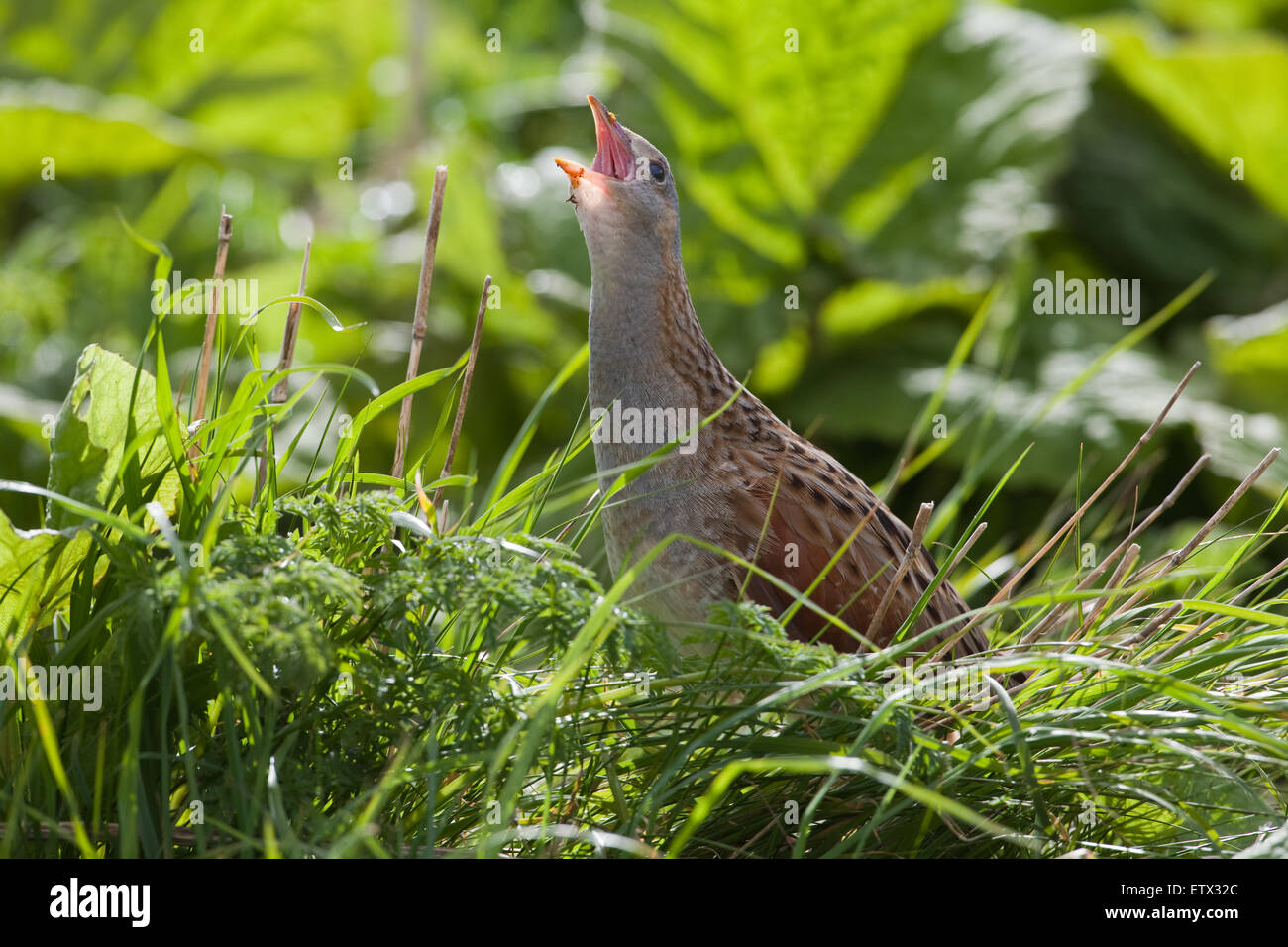 Scottish corncrake hi-res stock photography and images - Alamy