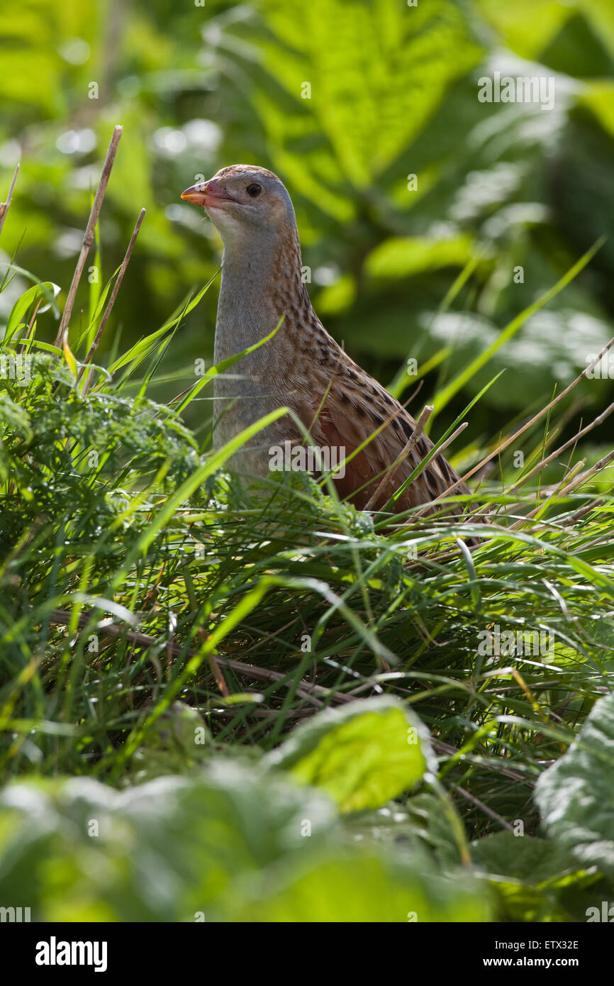 Corncrake africa hi-res stock photography and images - Alamy