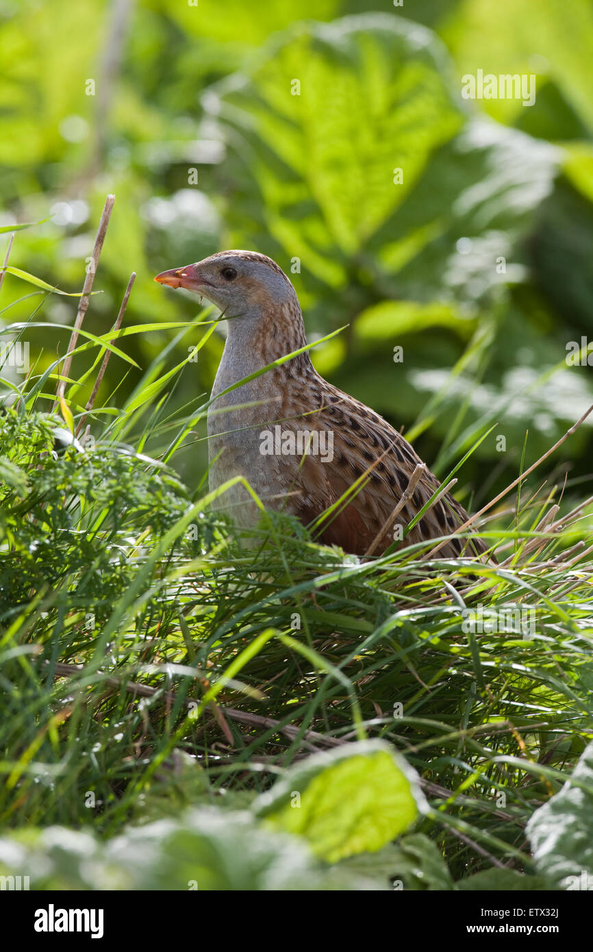 Corncrake (Crex crex). Momentary break from calling from roadside cover ...