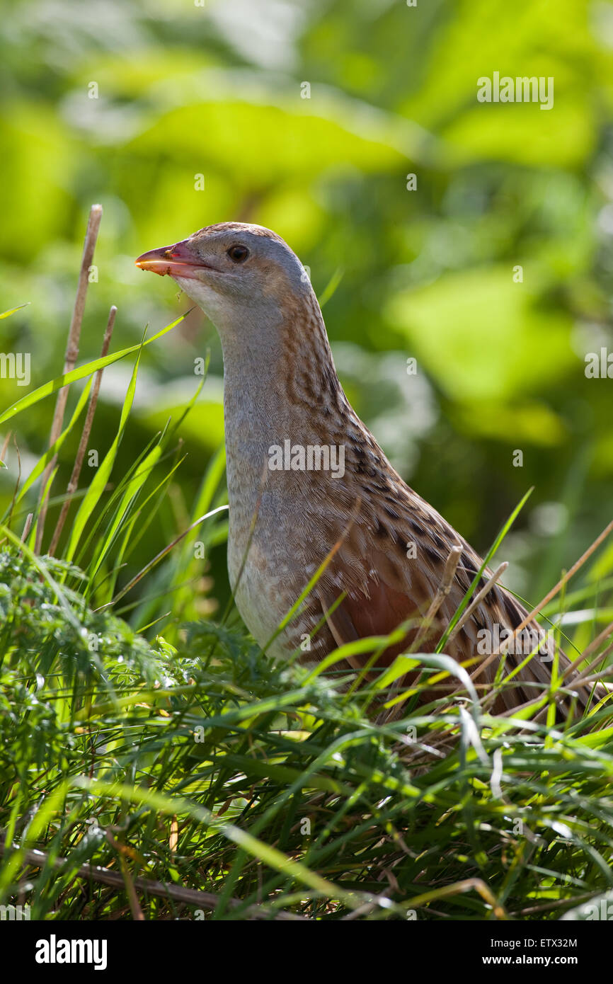 Corncrake (Crex crex). Appearing from cover amongst vegetation ...