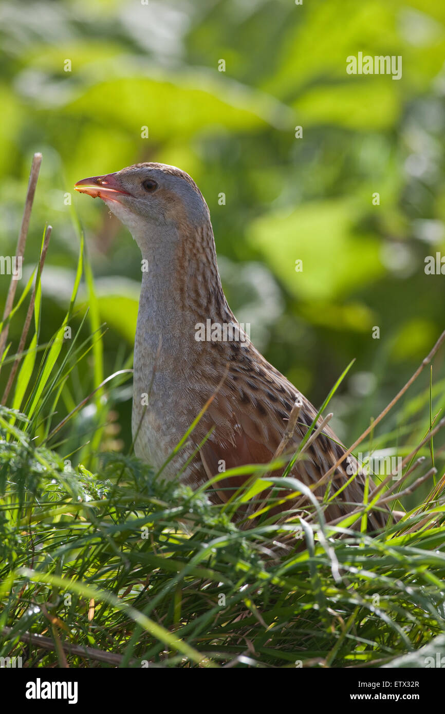 Grating calls hi-res stock photography and images - Alamy
