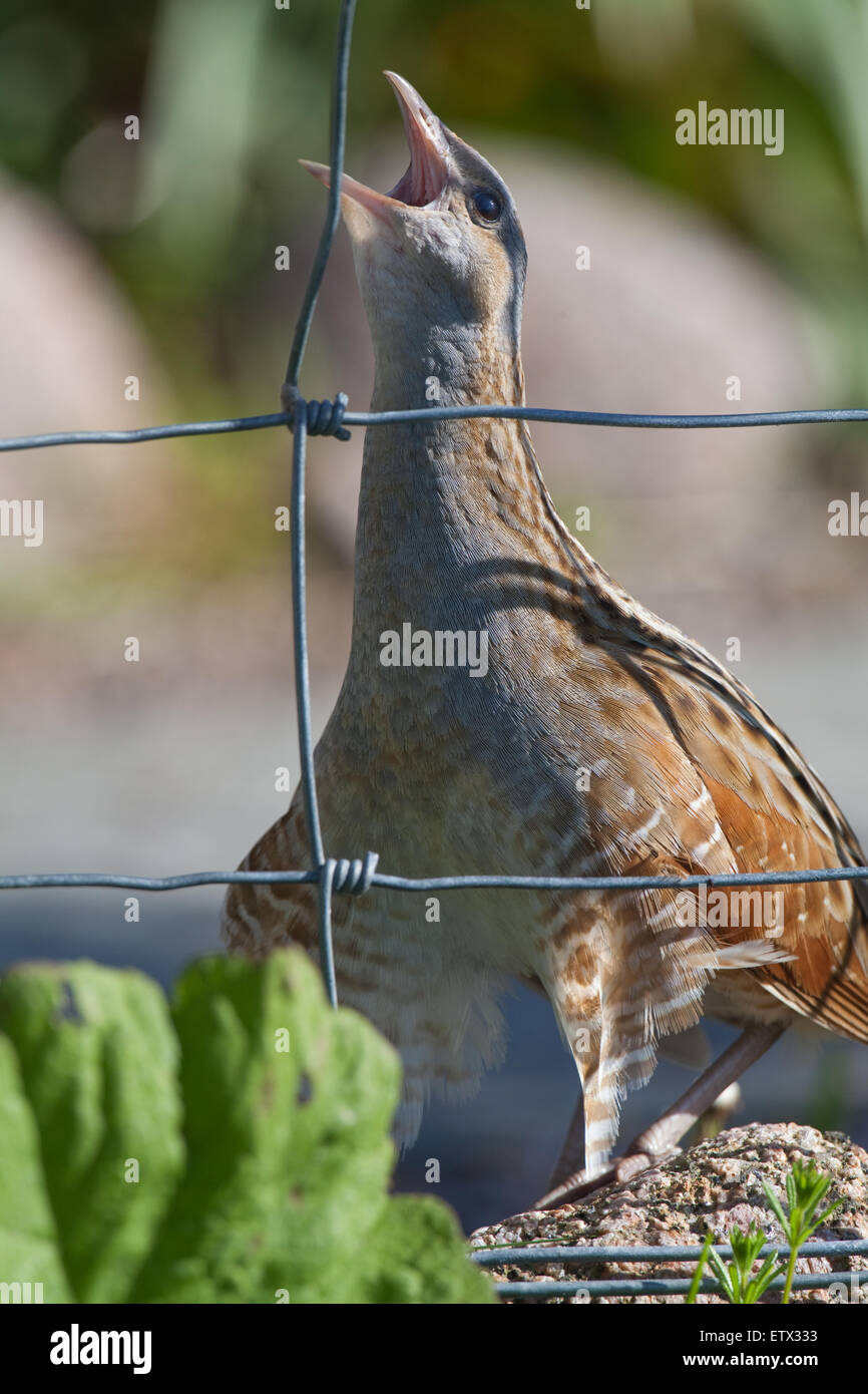 Corncrake (Crex crex). Calling from alongside sheep galvanized wire ...