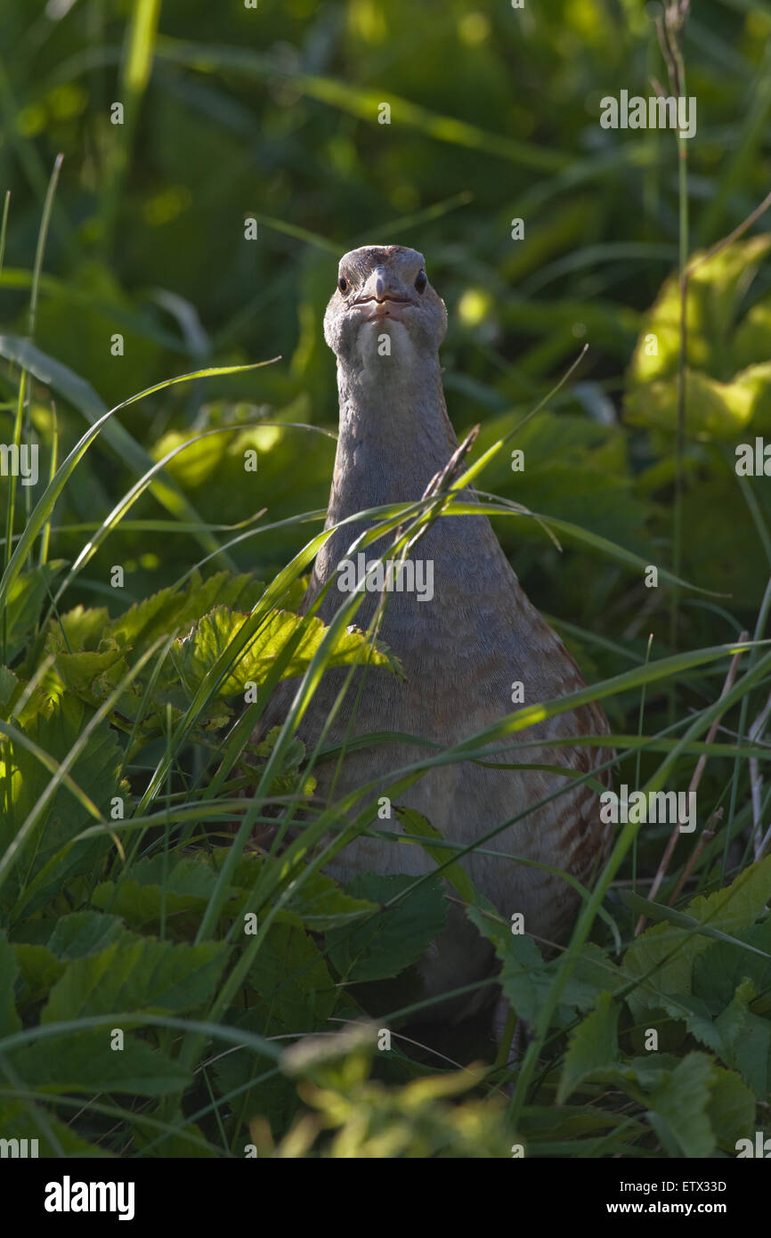 Corncrake (Crex crex). Amongst vegetation. Evening light. Iona. Inner ...