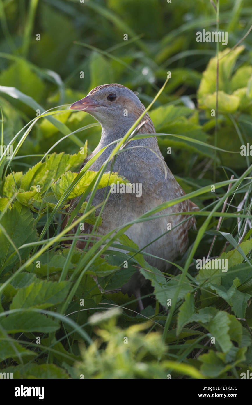 Alike rabbit hi-res stock photography and images - Alamy