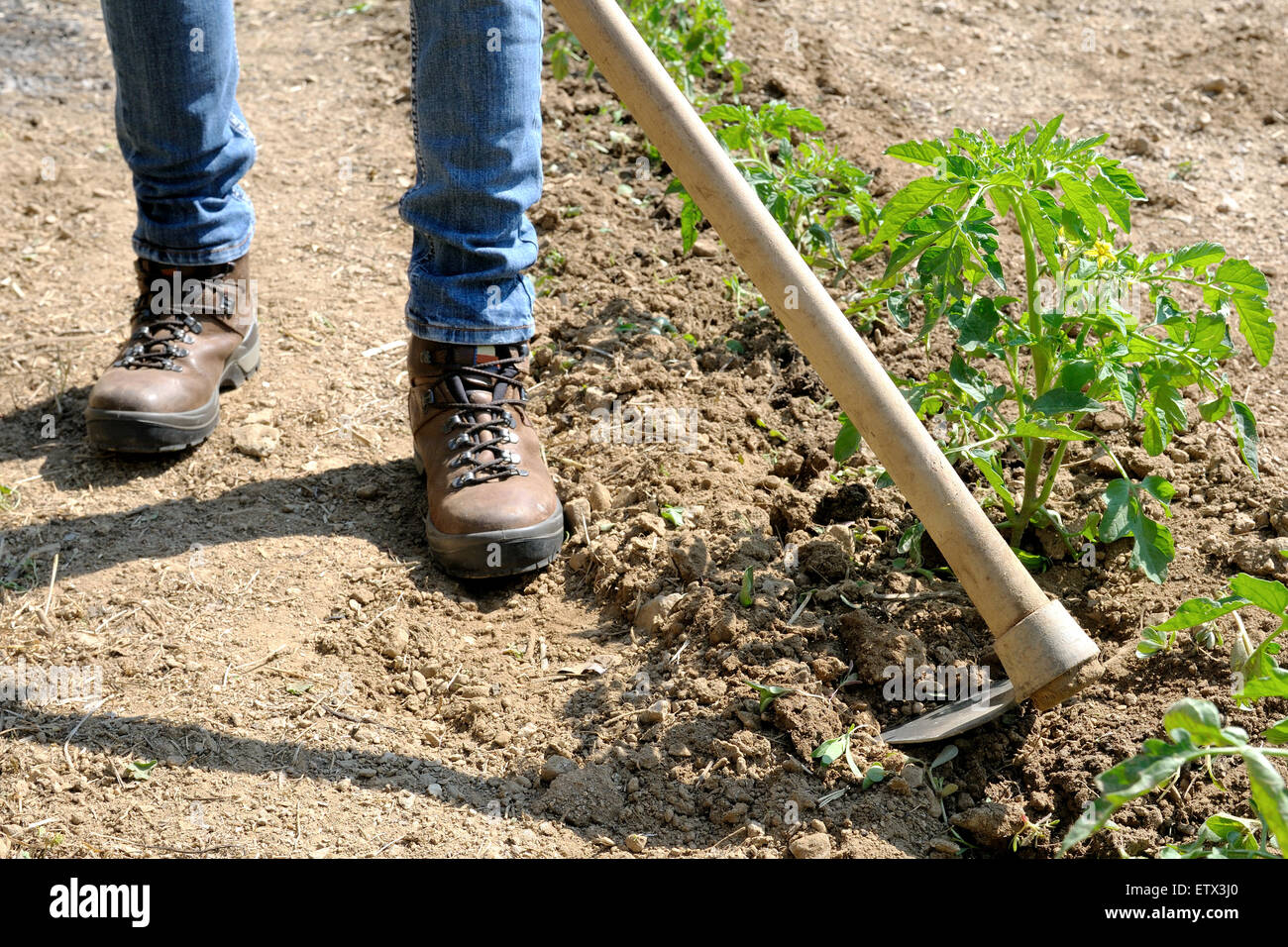 Manual processing of the ground with hoe in a tomatoes cultivation ...