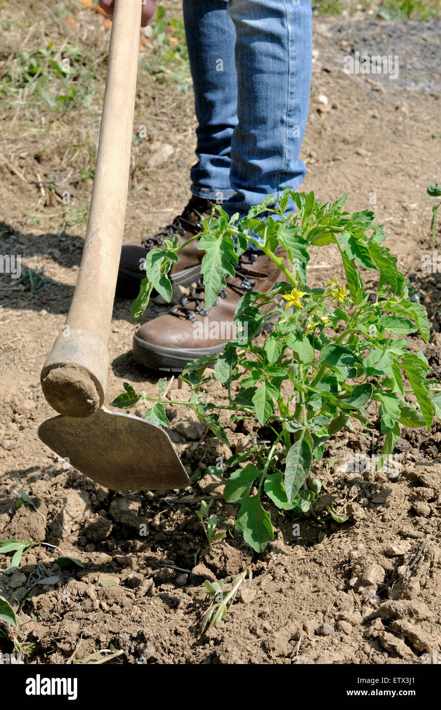 Manual processing of the ground with hoe in a tomatoes cultivation ...