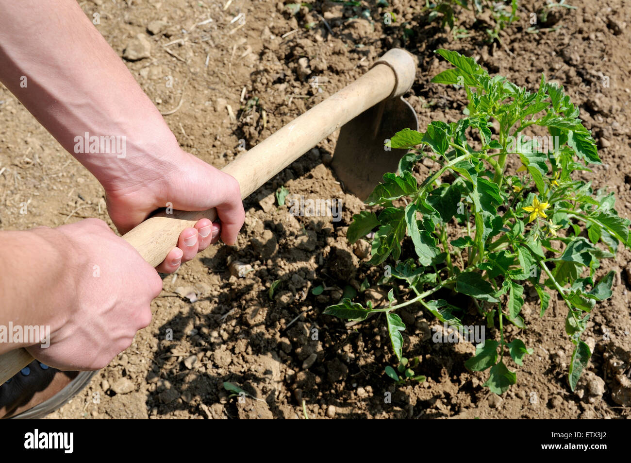 Manual processing of the ground with hoe in a tomatoes cultivation ...