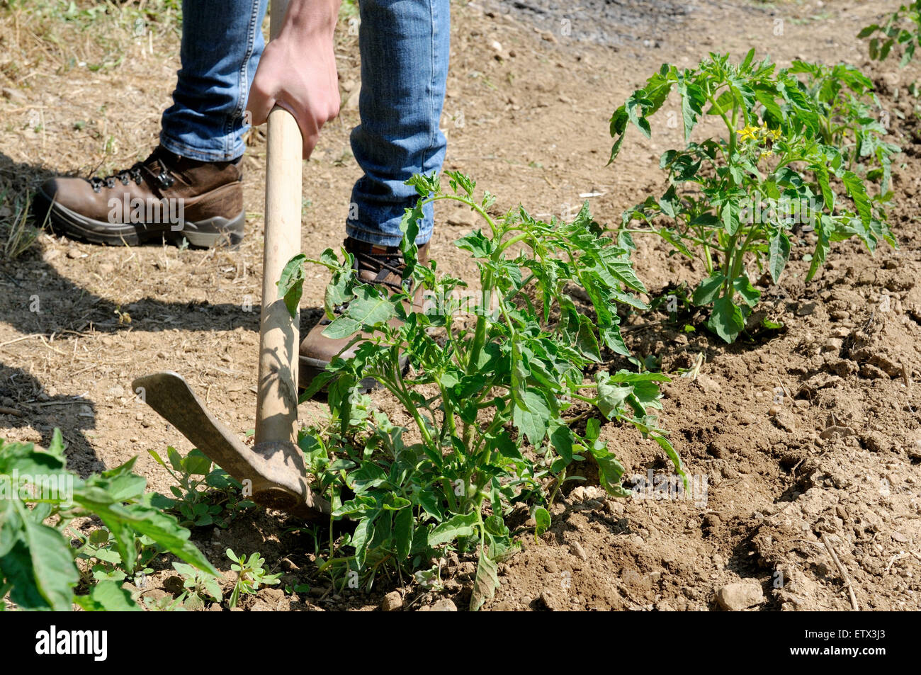 Processing tomato field hi-res stock photography and images - Alamy
