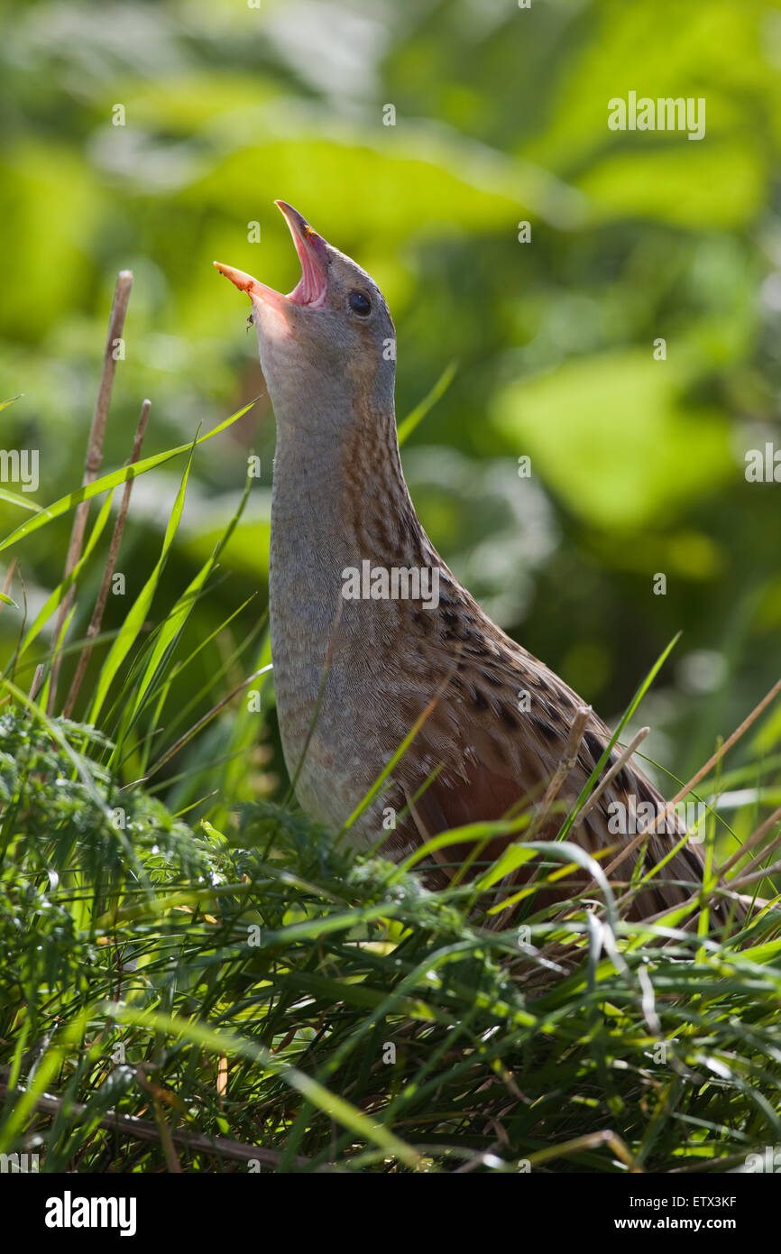 Corncrake calling hi-res stock photography and images - Alamy