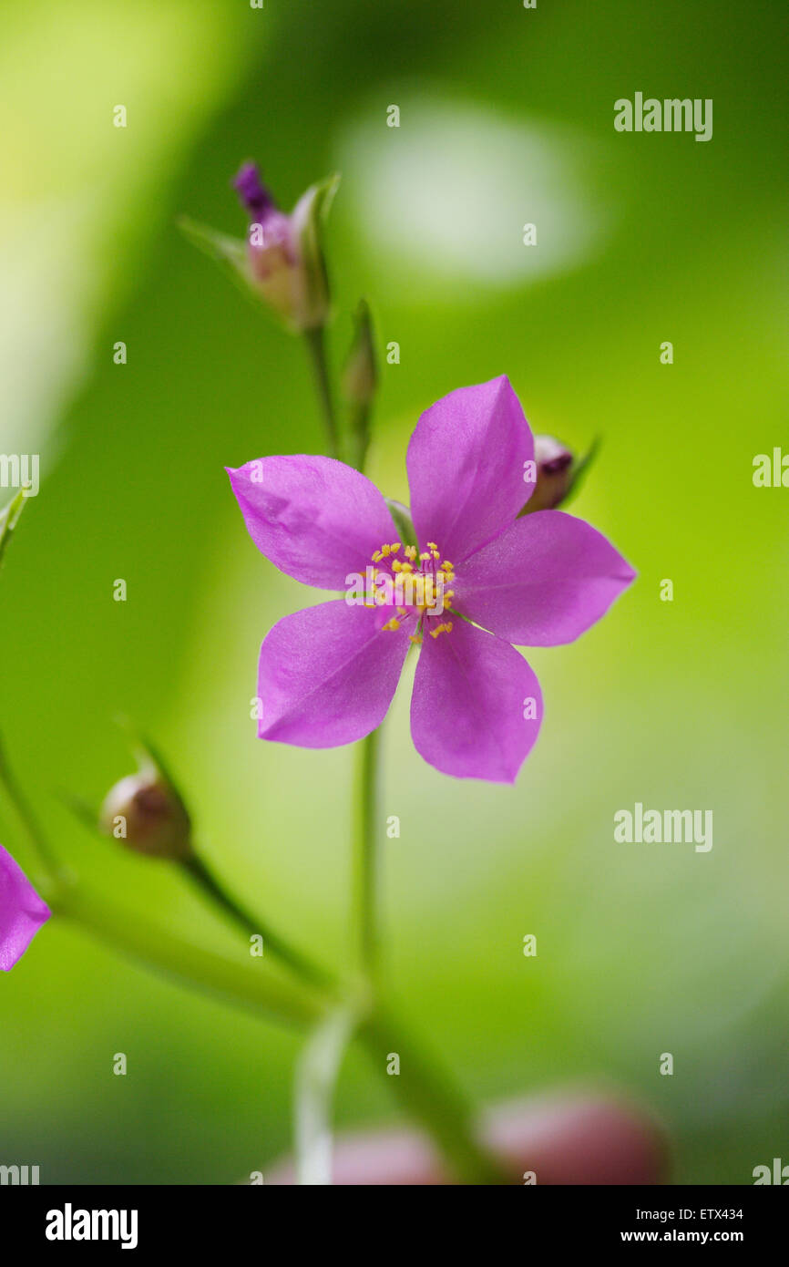 Talinum High Resolution Stock Photography and Images - Alamy