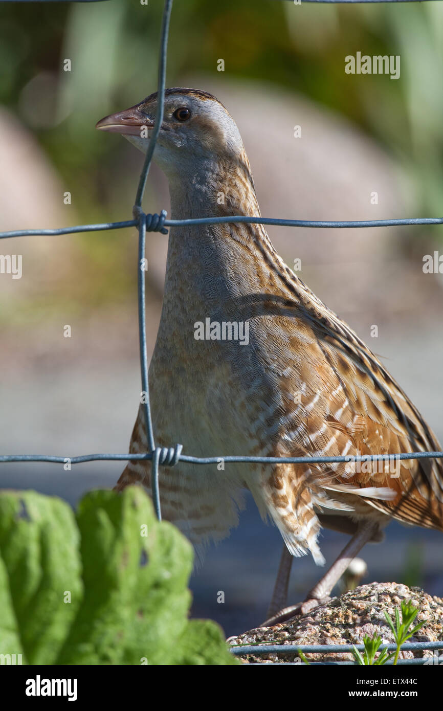Corncrake (Crex crex). Alongside sheep galvanized wire netting farm ...