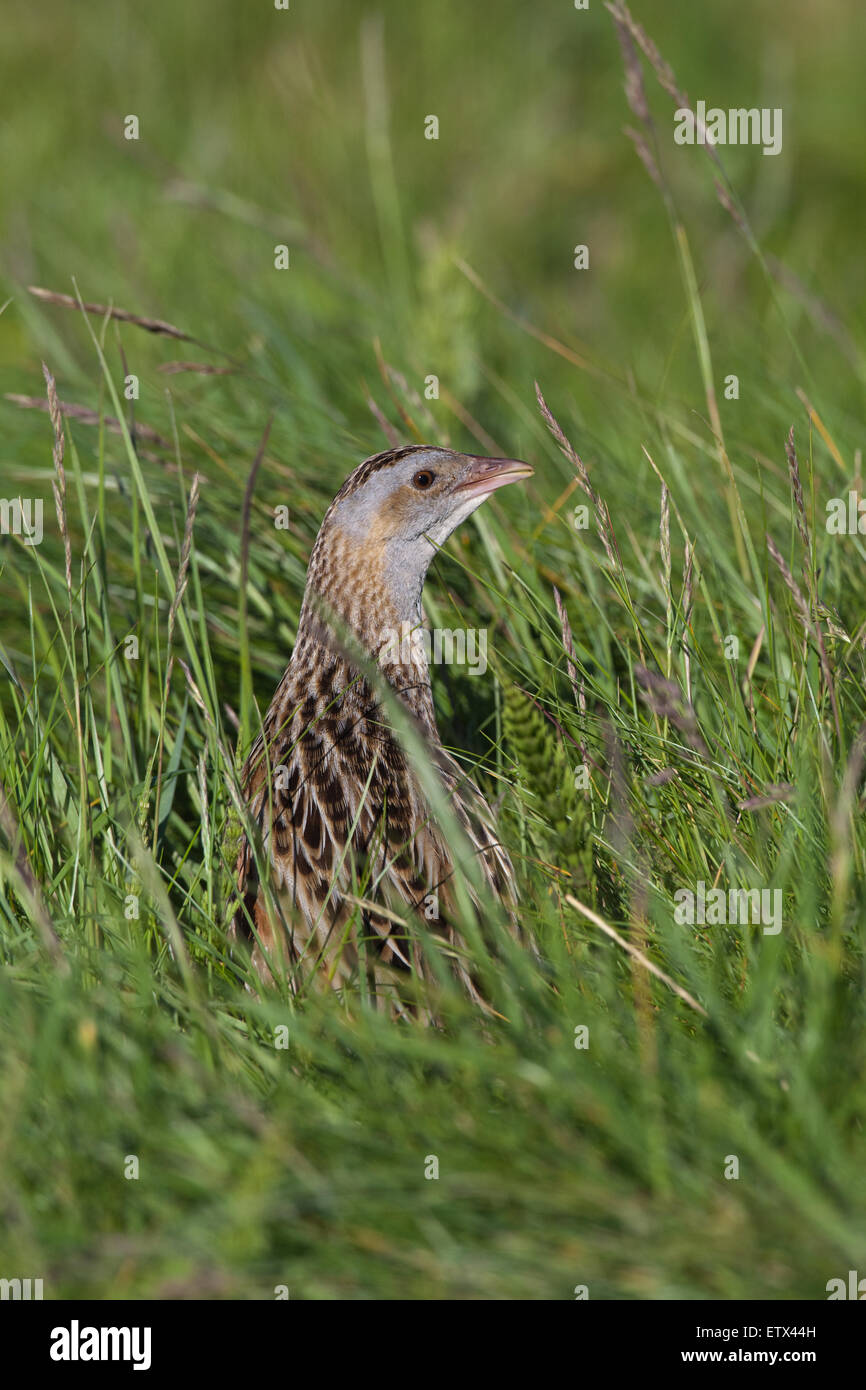 Farmed birds hi-res stock photography and images - Alamy