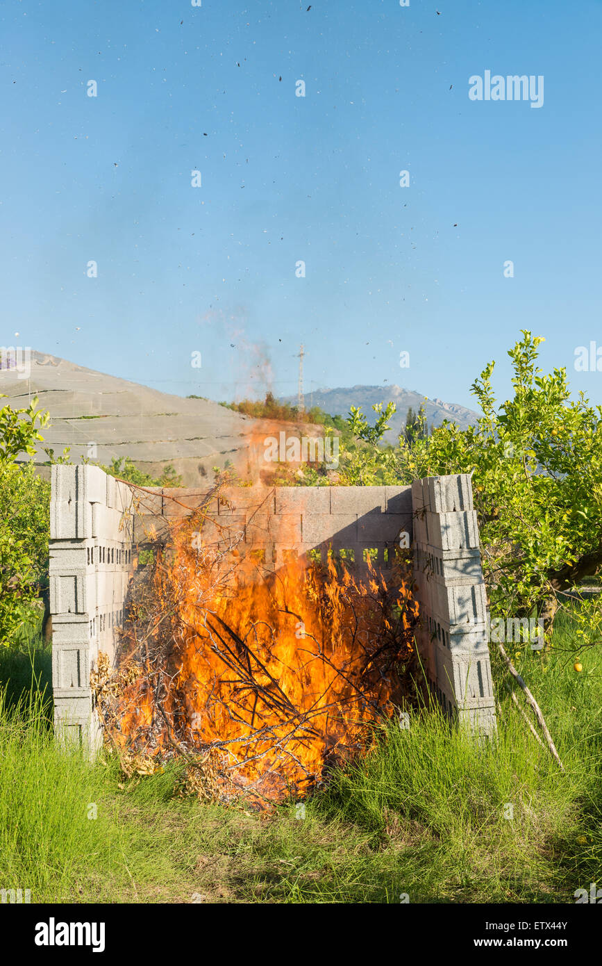Pruned branches being burnt on a lemon plantation Stock Photo - Alamy