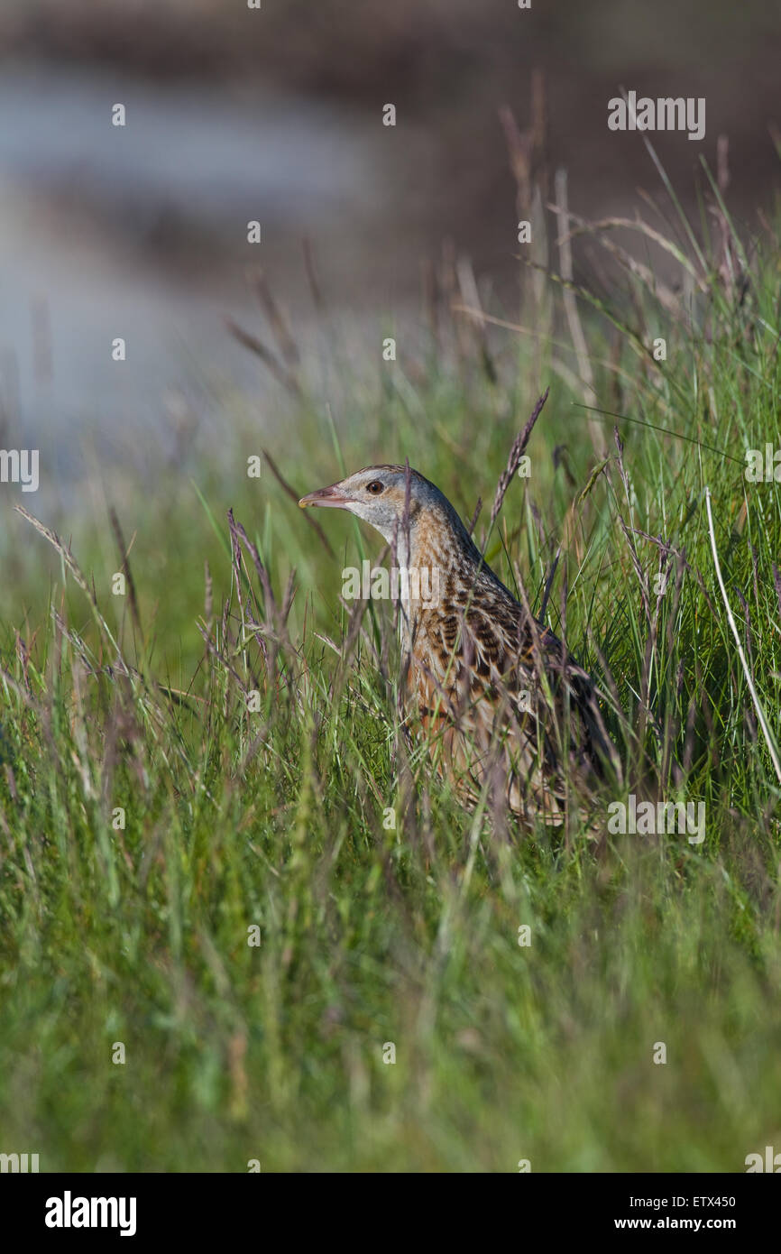 Corncrake (Crex crex). Appearing from amongst sea shoreline vegetation ...