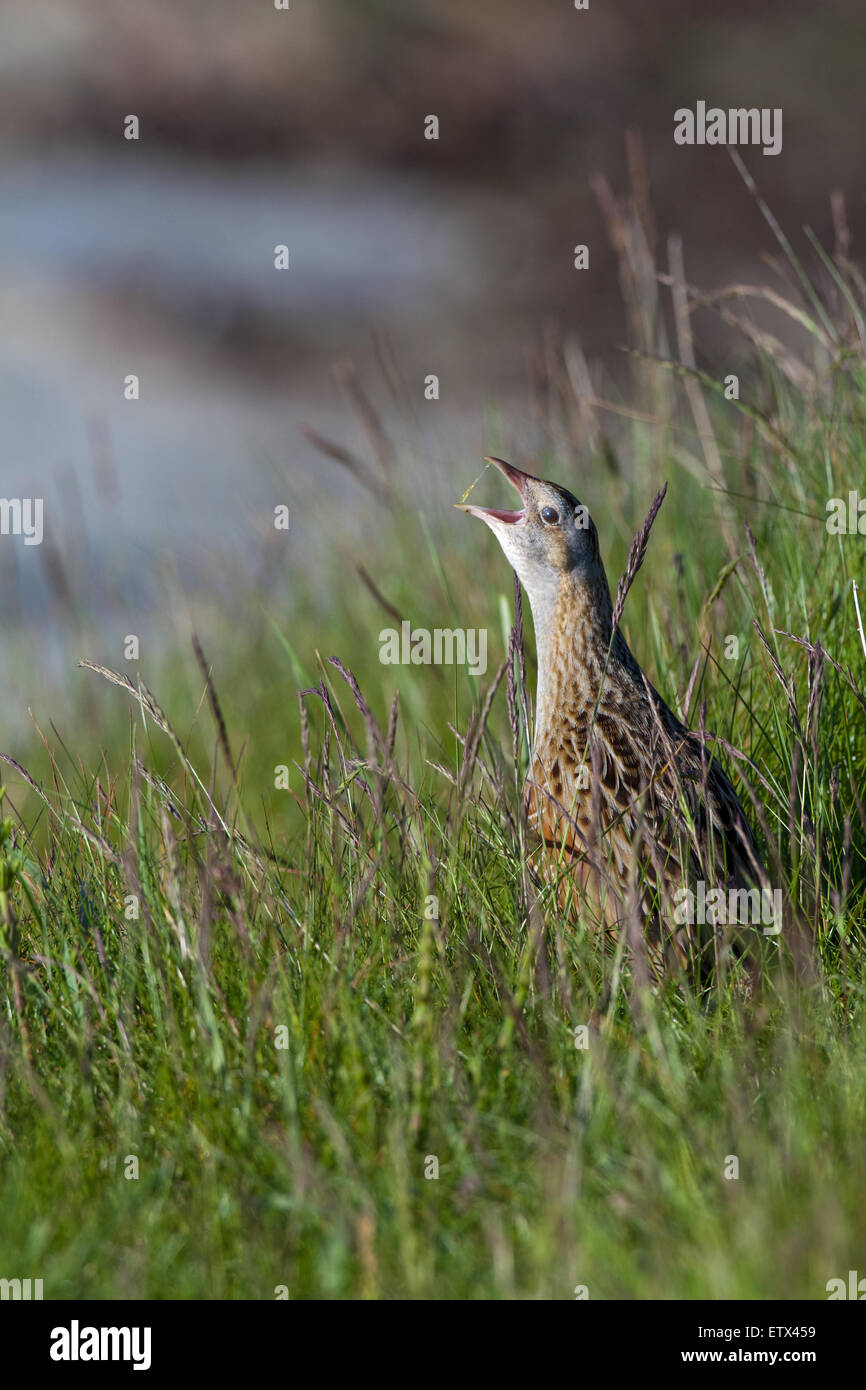 Corncrake (Crex crex). Calling from amongst sea shoreline vegetation ...