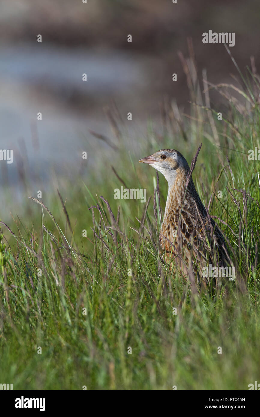 Shoreline of green vegetation hi-res stock photography and images - Alamy