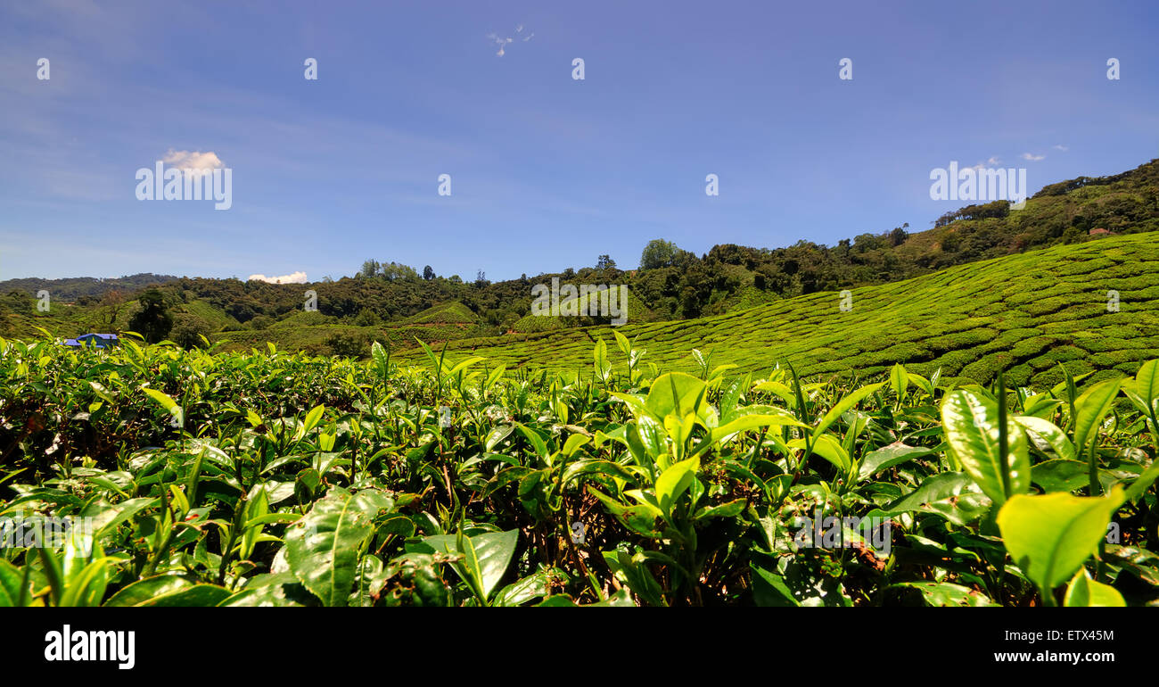 Tea plantation Cameron highlands, Malaysia Stock Photo - Alamy