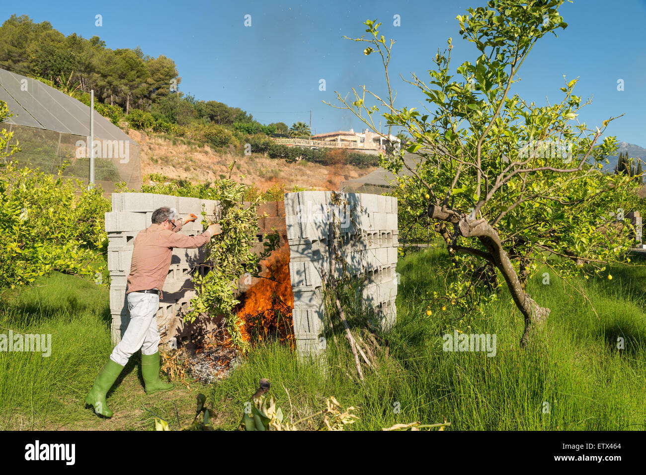 Farmer burning pruning waste inside a concrete structuro on his lemon ...
