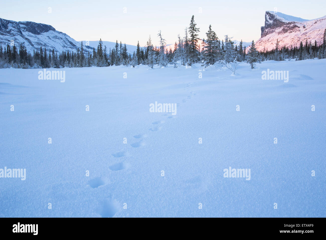 Fox tracks in snow hi-res stock photography and images - Alamy