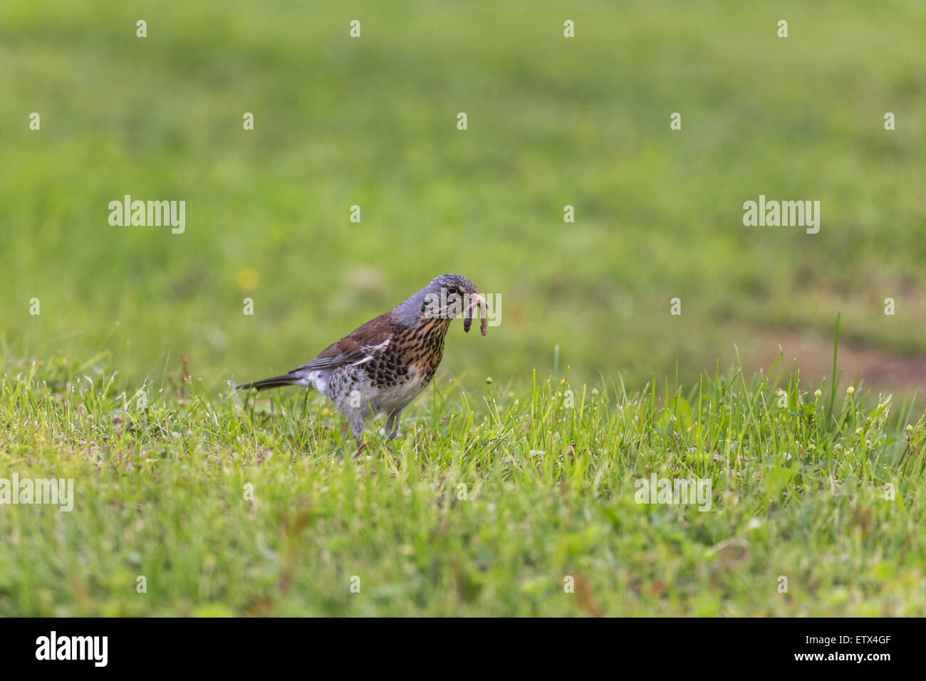 Worm Eating Birds High Resolution Stock Photography and Images - Alamy