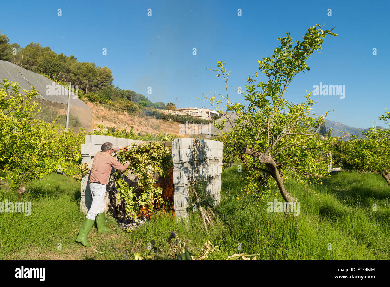 Farmer burning pruning waste inside a concrete structuro on his lemon ...