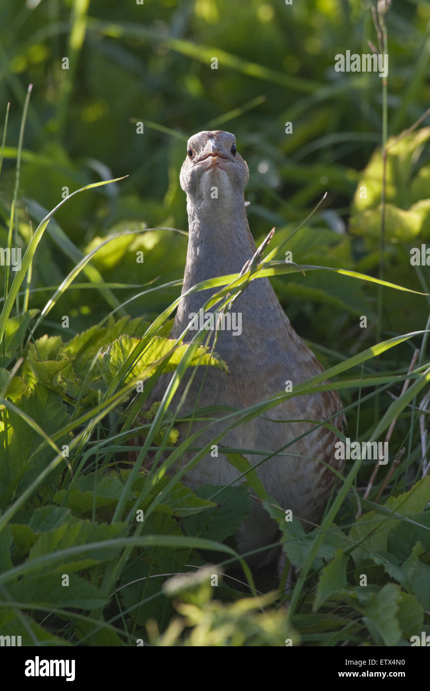 Corncrake or Landrail (Crex crex). Amongst vegetation. Iona. Inner ...