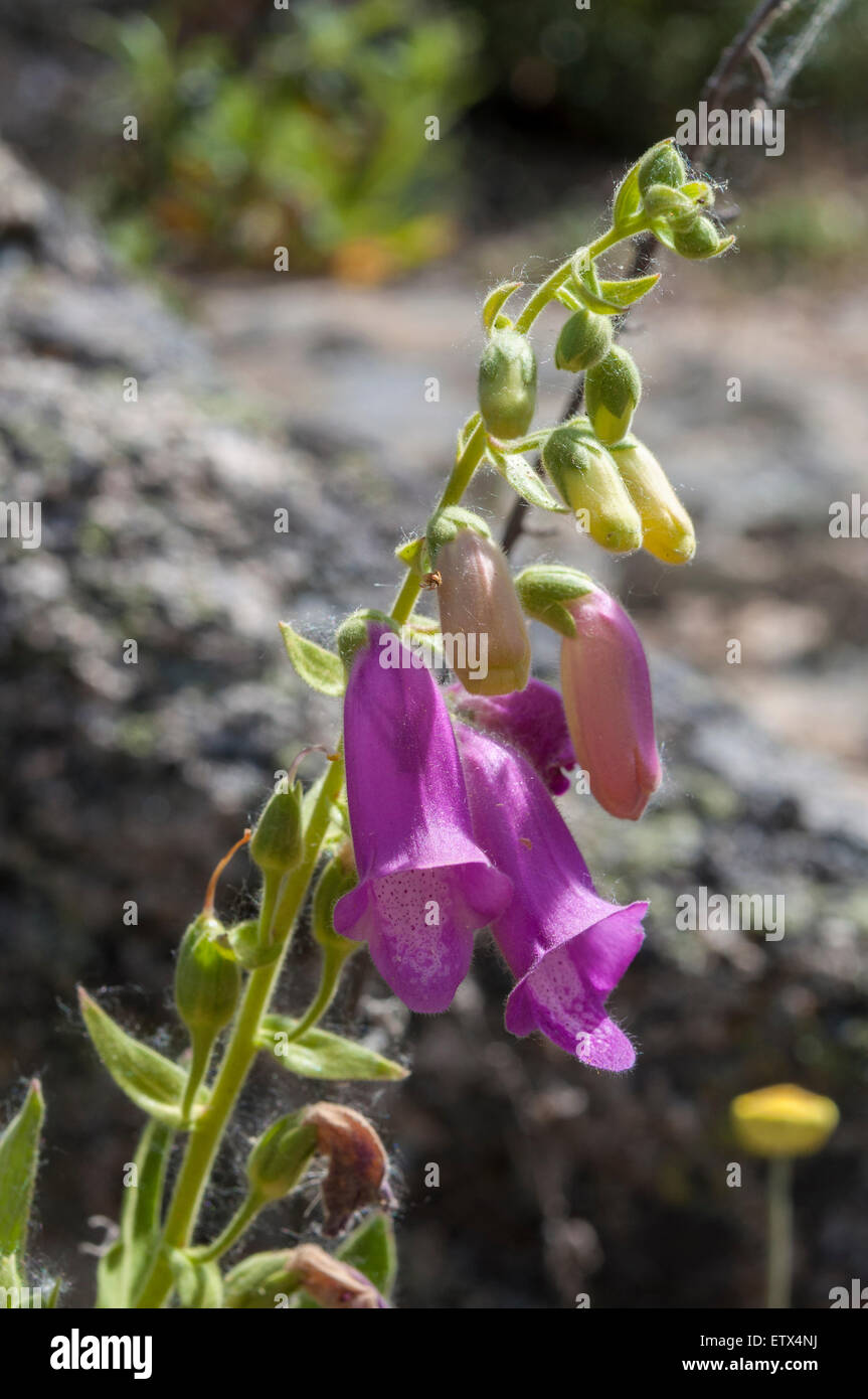 Flowers of Spanish foxglove, Digitalis thapsi. Photo taken in ...