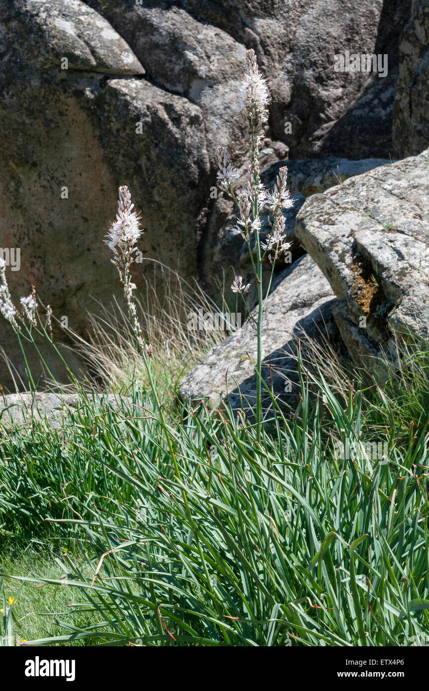 Flowers of White asphodel, Asphodelus albus. Photo taken in Guadarrama ...