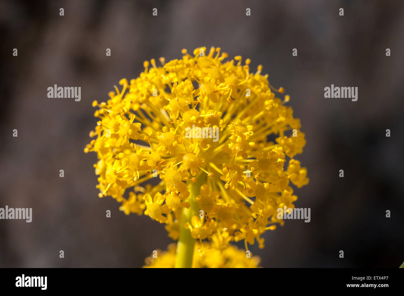 Flowers of villous deadly carrot, Thapsia villosa. Photo taken in ...