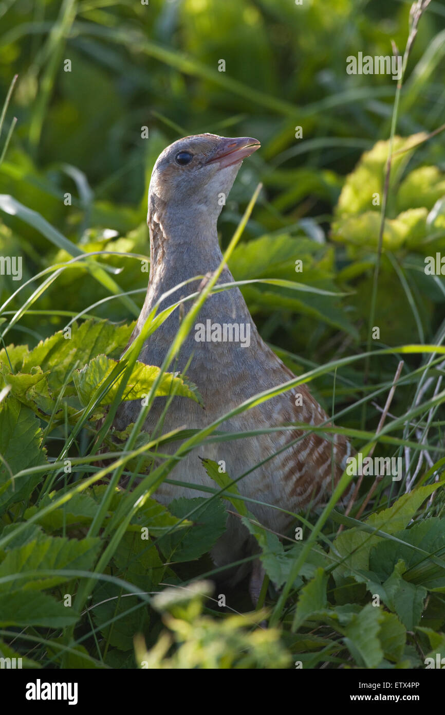 Corncrake or Landrail (Crex crex). Amongst vegetation. Iona. Inner ...