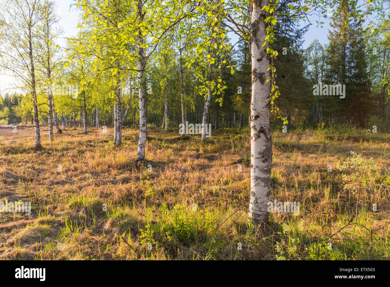 Landscape with birches in spring time in Gällivare, Swedish Lapland ...