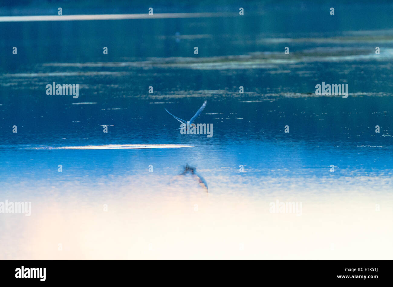Common tern diving hi-res stock photography and images - Alamy
