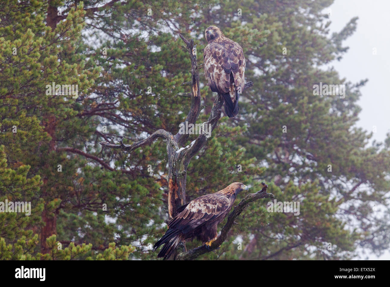Golden eagles sitting in an old tree with juniper trees in background ...